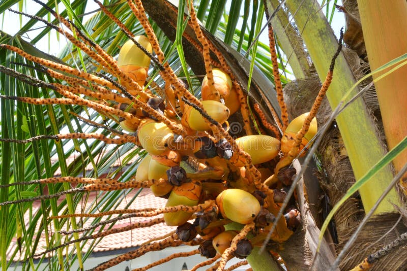 Sri Lanka, Coconut, Palm, Food, Fruit, Tree Stock Image - Image of ...