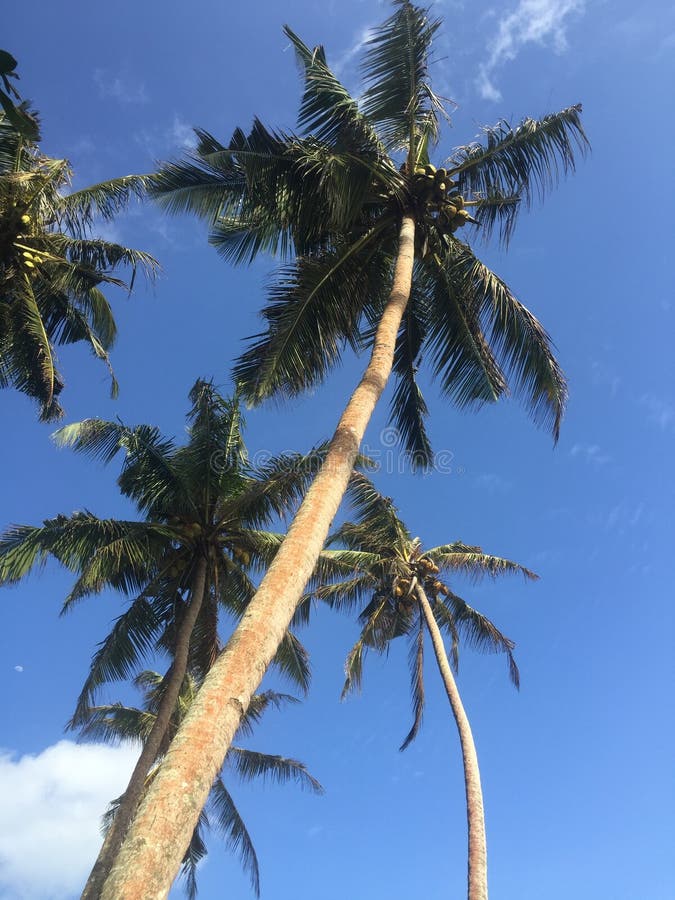 Sri Lanka coconut tree stock photo. Image of years, branch - 251652144