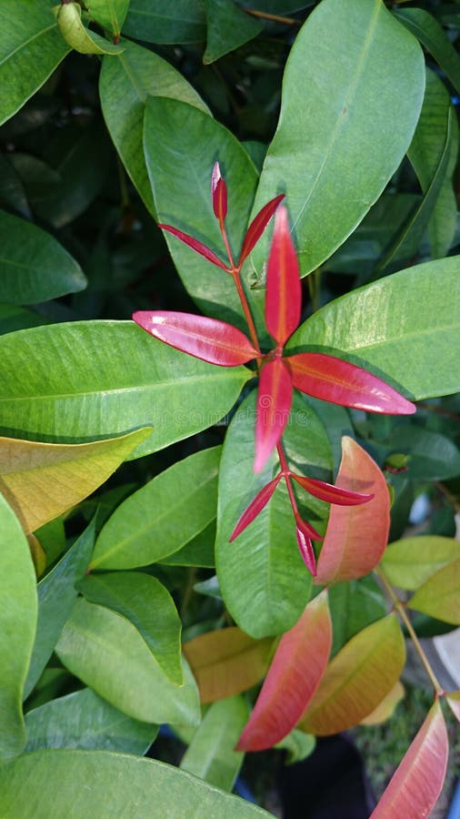 Red stalk of a tree stock image. Image of fruit, deciduous - 210336819