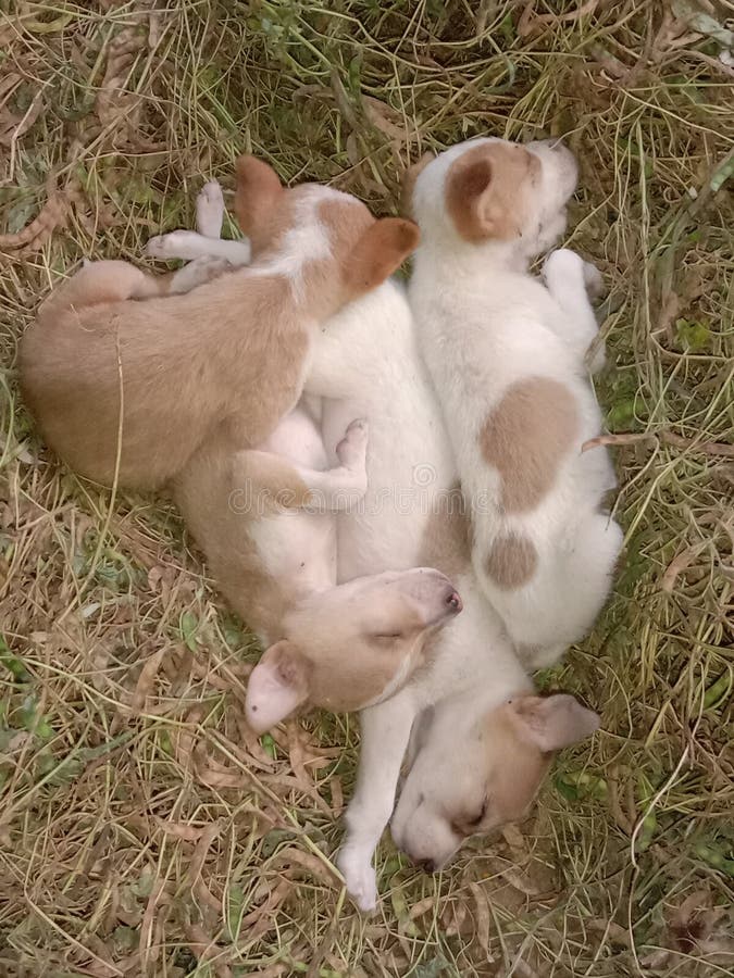 Sri lanka dog 2022/01/05 stock photo. Image of pasture - 216746858