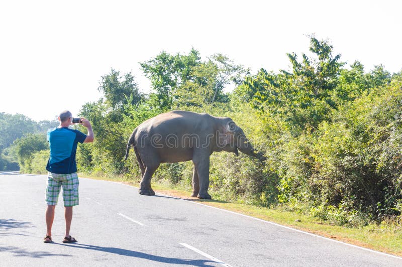 Elephant on road stock photo. Image of elephant, wilderness - 247156654