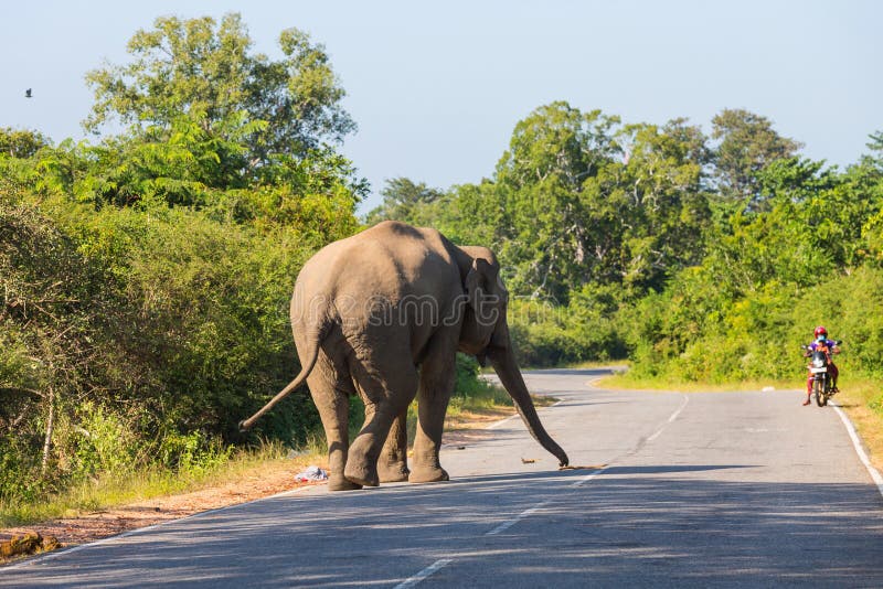Elephant on road stock photo. Image of crossing, road - 247156666