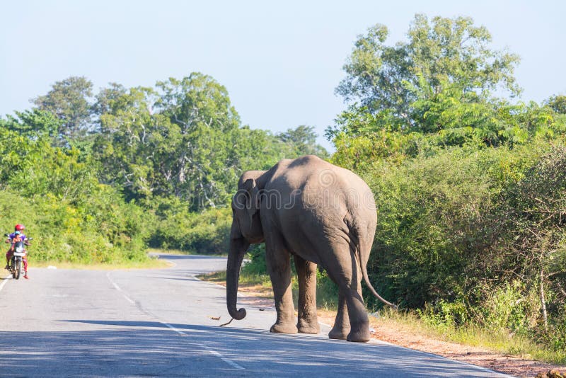 Elephant on road stock photo. Image of nature, large - 247156674