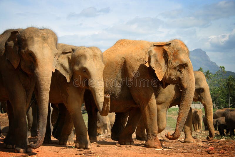 Sri Lanka Tamil Orphanage Stock Photos - Free & Royalty-Free Stock ...