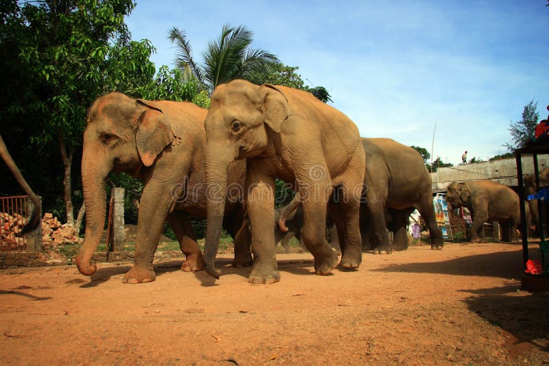 Sri Lanka Tamil Orphanage Stock Photos - Free & Royalty-Free Stock ...