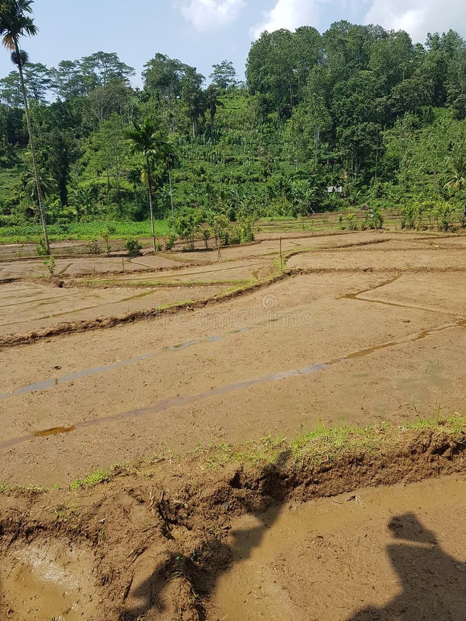 Faddy stock photo. Image of lanka, village, feel, faddy - 216980774