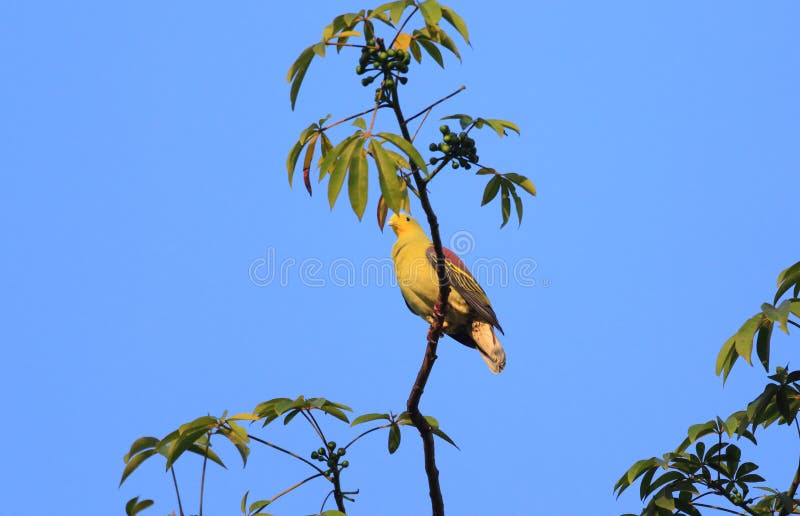 Sri Lanka Green Pigeon stock photo. Image of pompadora - 45750512