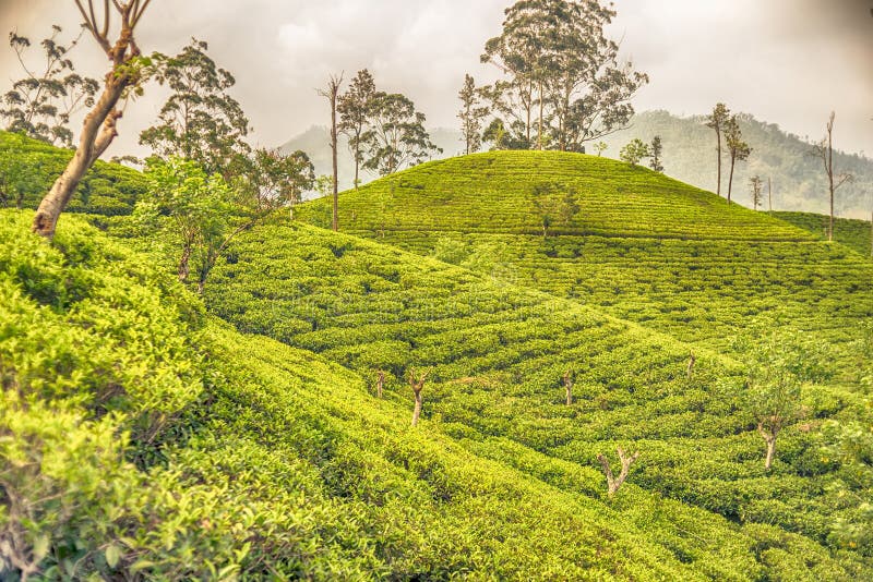 Sri Lanka: Highland Ceylon Tea Fields in Ella Stock Image - Image of ...