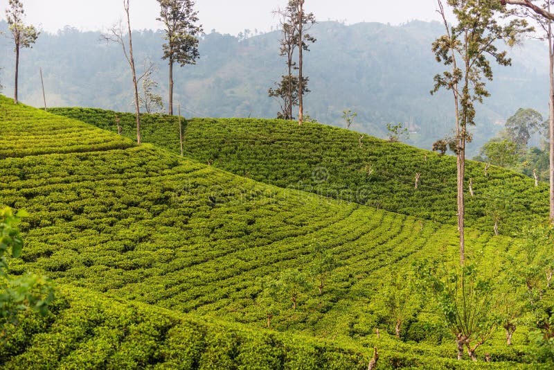 627 Ceylon Tea Panorama Stock Photos - Free & Royalty-Free Stock Photos ...