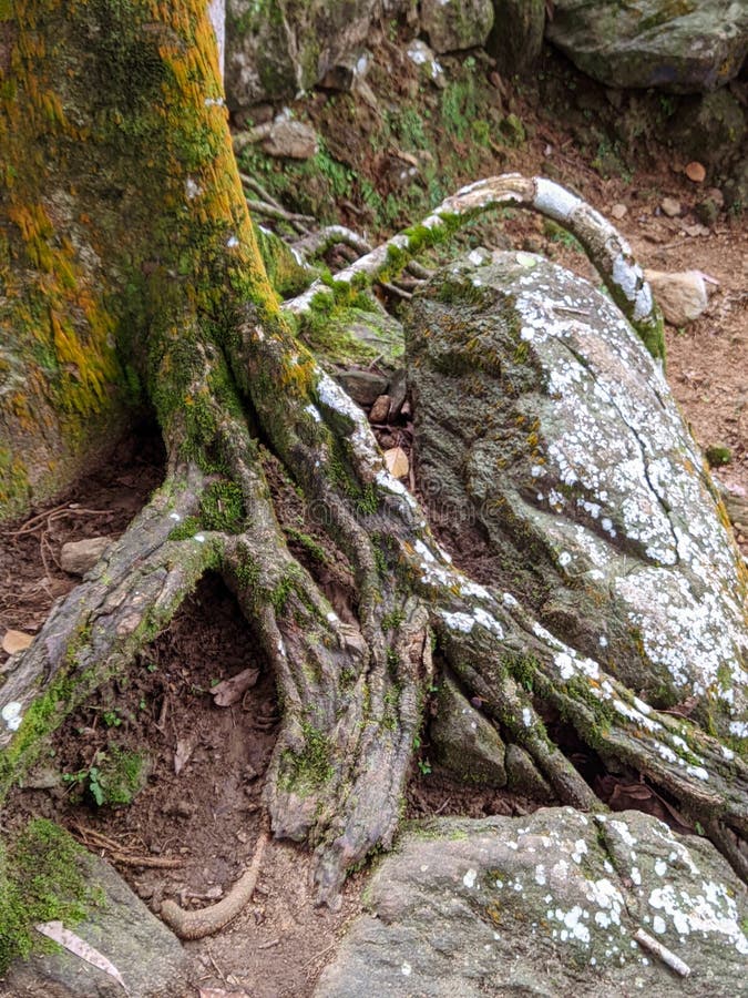Sri Lanka Base of Jack Tree and Rock Stock Photo - Image of trail ...