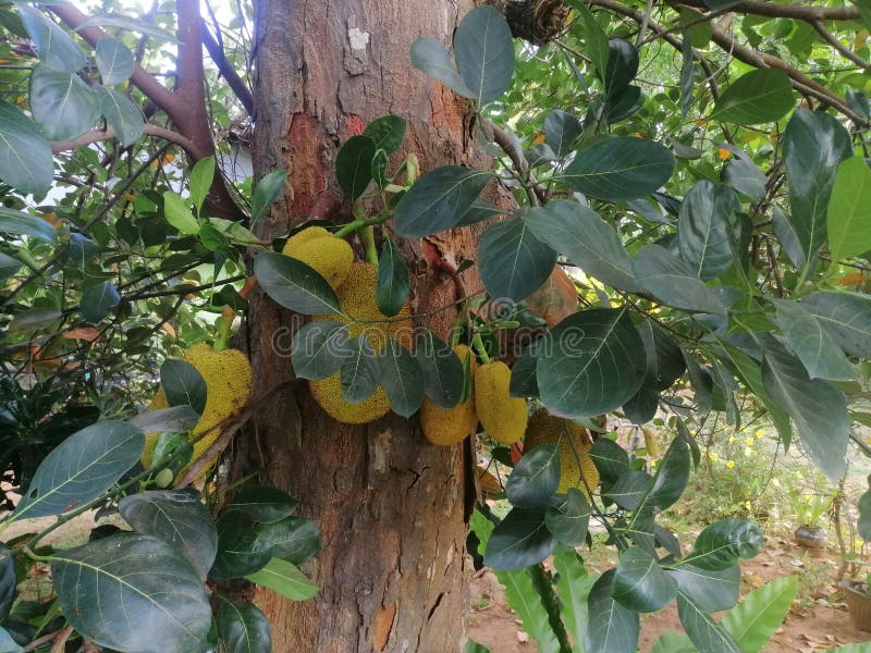 Sri Lanka Jack tree 2022 stock image. Image of lanka - 248567889