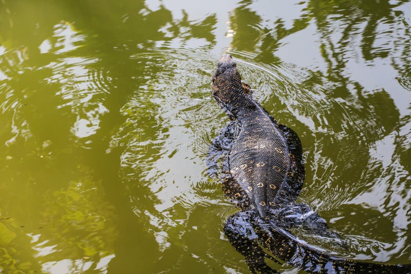 Sri Lanka Kandy Lake stock photo. Image of lizard, wildlife - 314760032