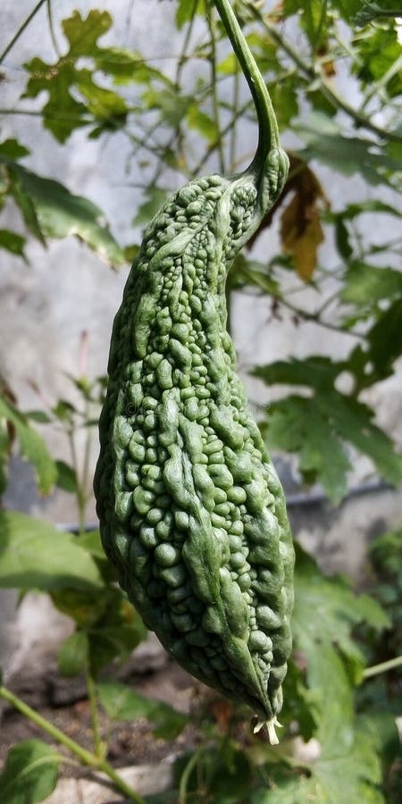 Karavilaorganic Stock Photos - Free & Royalty-Free Stock Photos from ...