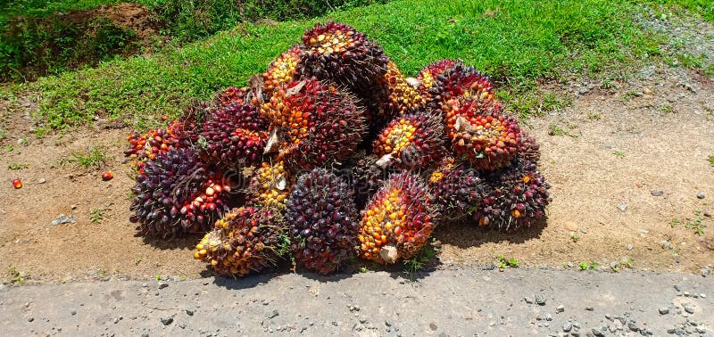 Sri lanka katu pol stock photo. Image of natural, katu - 123526478