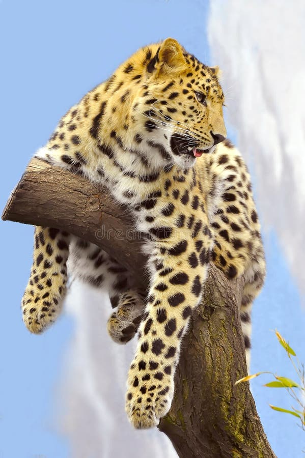 Winter Snow Leopard stock image. Image of large, himalaya - 17848073