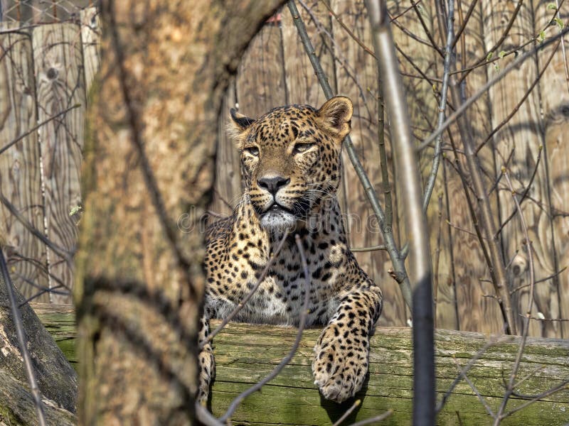 Sri Lanka Leopard, Panthera Pardus Kotiya, Lying High on Branch Stock ...