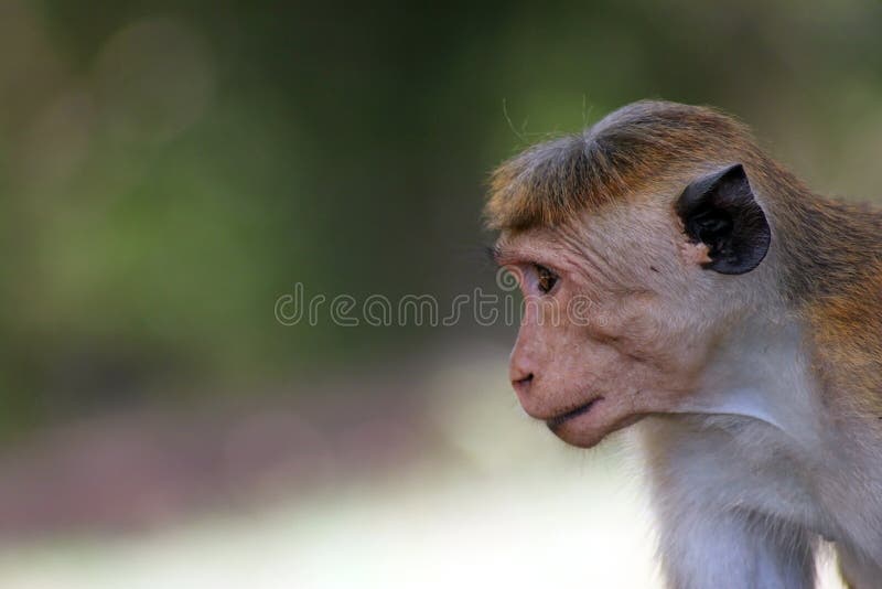 Monkey Looking Sideways Stock Photos - Free & Royalty-Free Stock Photos ...