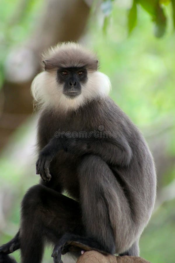 Sri Lanka Monkey stock photo. Image of pose, animal, hair - 47138648