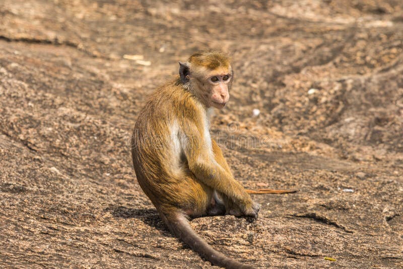 Sri Lanka Monkey stock image. Image of young, single - 81022655