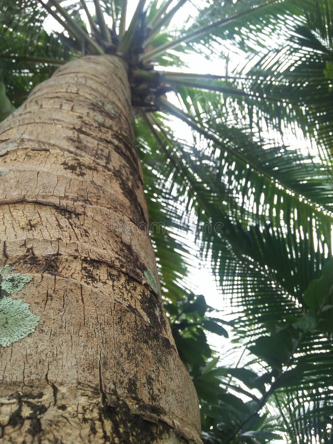 Coconut tree stock image. Image of natural, tree, coconut - 122164987