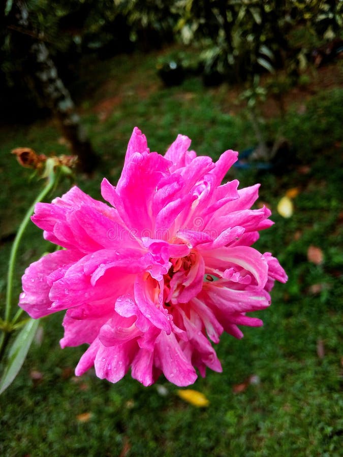 The Sri Lanka Natural Rose Flower Stock Image - Image of rose, lanka ...