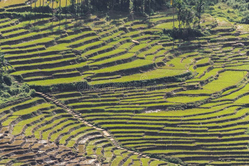 Sri Lanka Ramboda Terraced Fields Agricultural Hillside Landscape Stock ...