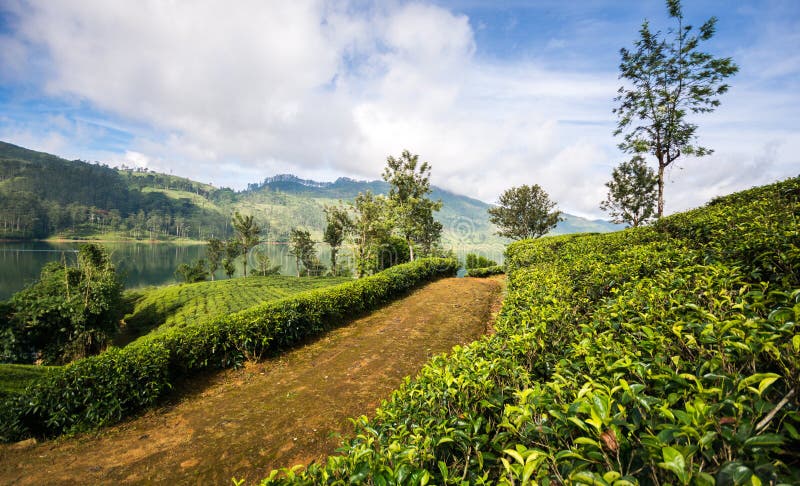 Sri Lanka s Tea estates stock photo. Image of landscapes - 78534218