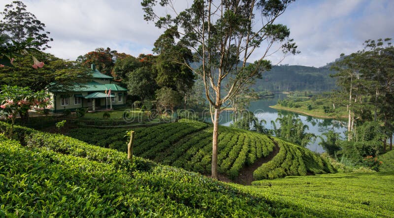 Sri Lanka s Tea estates stock photo. Image of agriculture - 78534292
