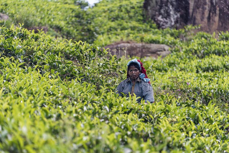 Tea Being Picked by Hand Using Traditional Methods Editorial Stock ...