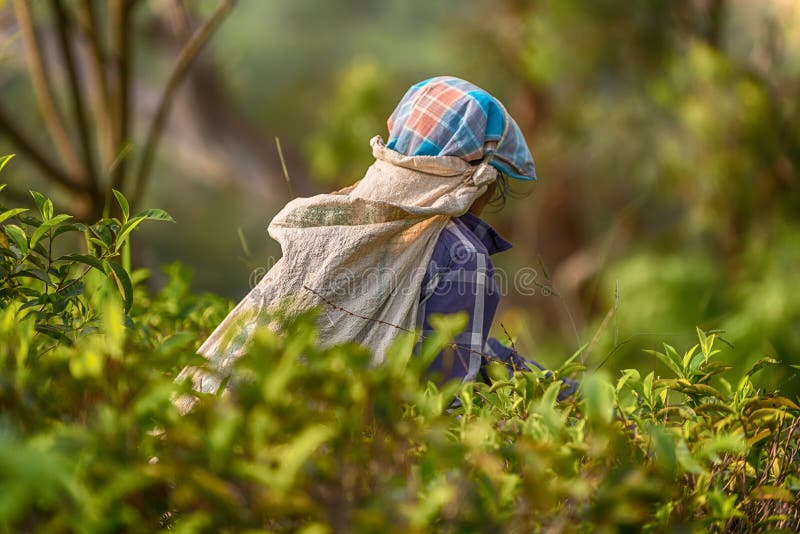 Sri Lanka: Tea Collector with a Bag in Plantation Stock Image - Image ...