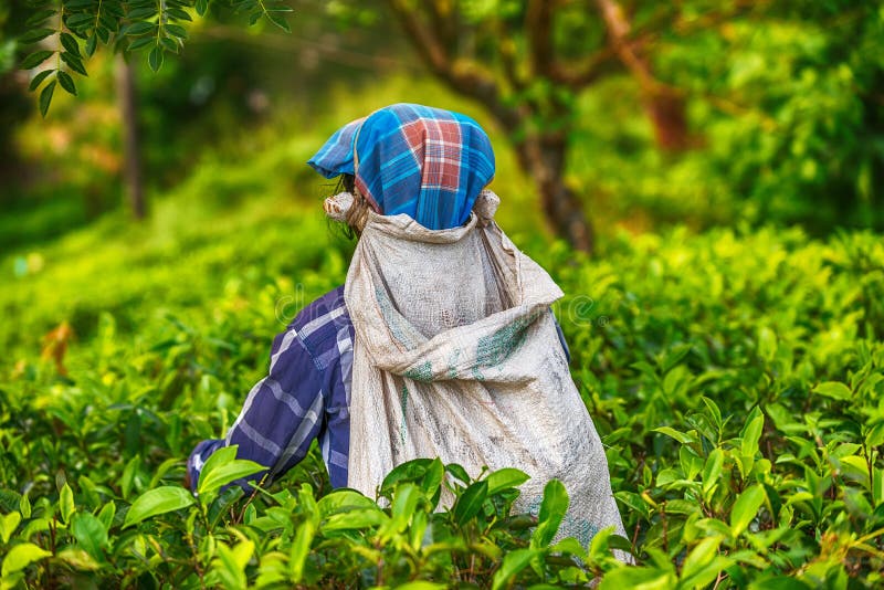 Sri Lanka: Tea Collector with a Bag in Plantation Stock Image - Image ...