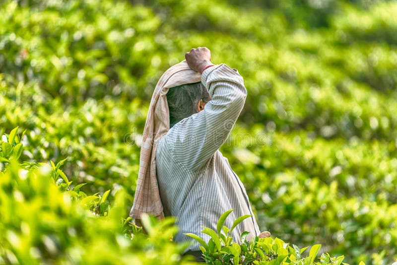 Sri Lanka: Tea Collector with a Bag in Plantation Stock Photo - Image ...