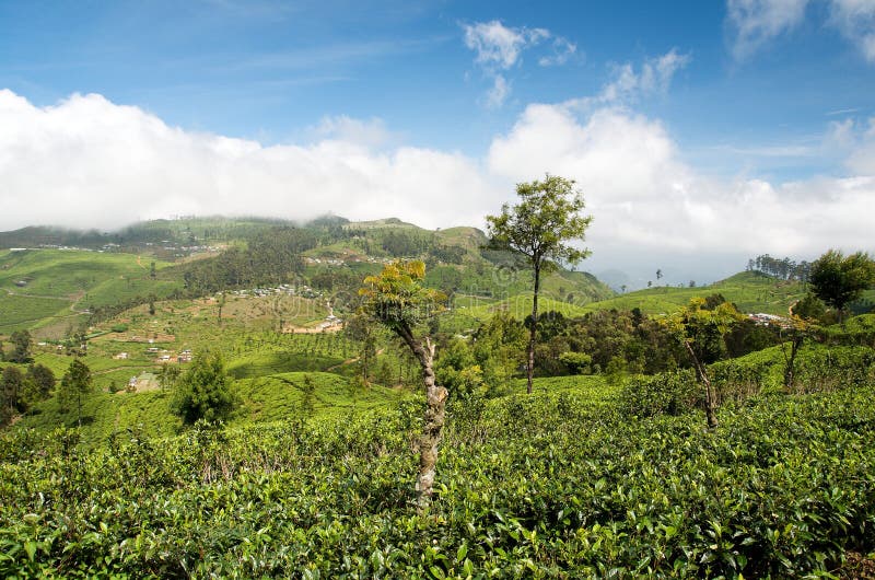 Sri Lanka tea fields 3 stock image. Image of boulders - 41628097
