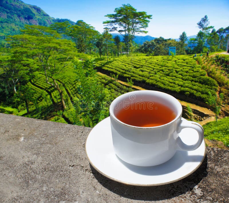 Sri Lanka Tea Hills. Tea Cup and Plantation. Stock Photo - Image of ...