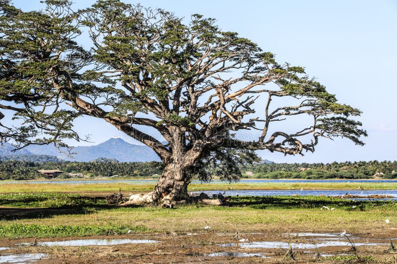 Sri Lanka Tissa Wewa stock photo. Image of tissa, lanka - 339737672