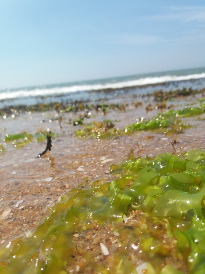 Sea Shells of Sri Lanka, Seashells of Sri Lanka, Seashells of Indian ...