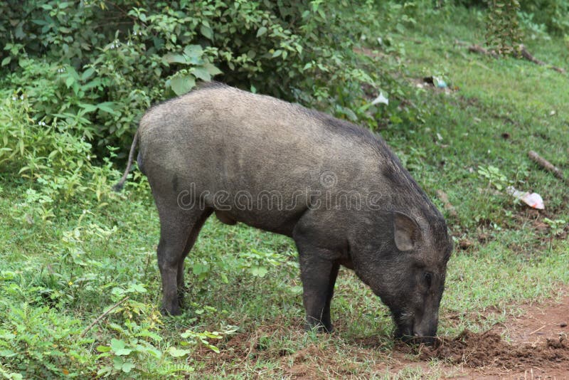 Sri Lanka wild pig stock photo. Image of cocnuts, safari - 44715950