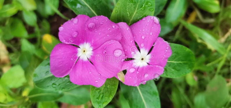 1,606 Flower Sri Lankan Stock Photos - Free & Royalty-Free Stock Photos ...