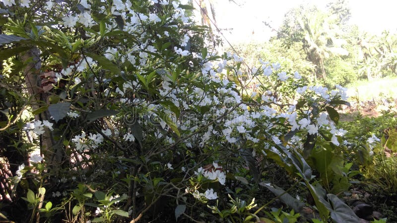 SRI Lankan Beautiful Idda Flower Stock Photo - Image of white, lankan ...