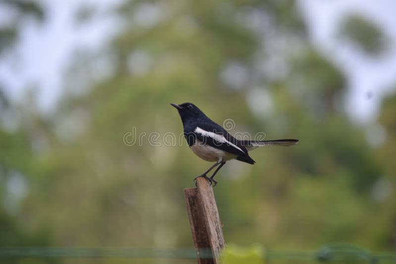 Sri Lankan Birds Oriental Magpie Robin (Polkichcha) Stock Image - Image ...
