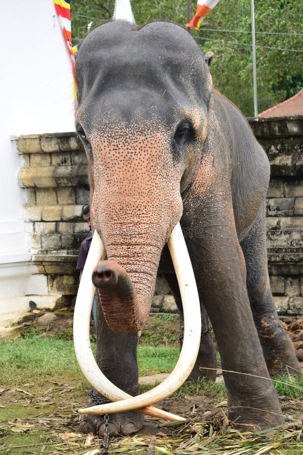 Sri Lankan Elephant Dalada Maligawa Kandy Stock Image - Image of ...
