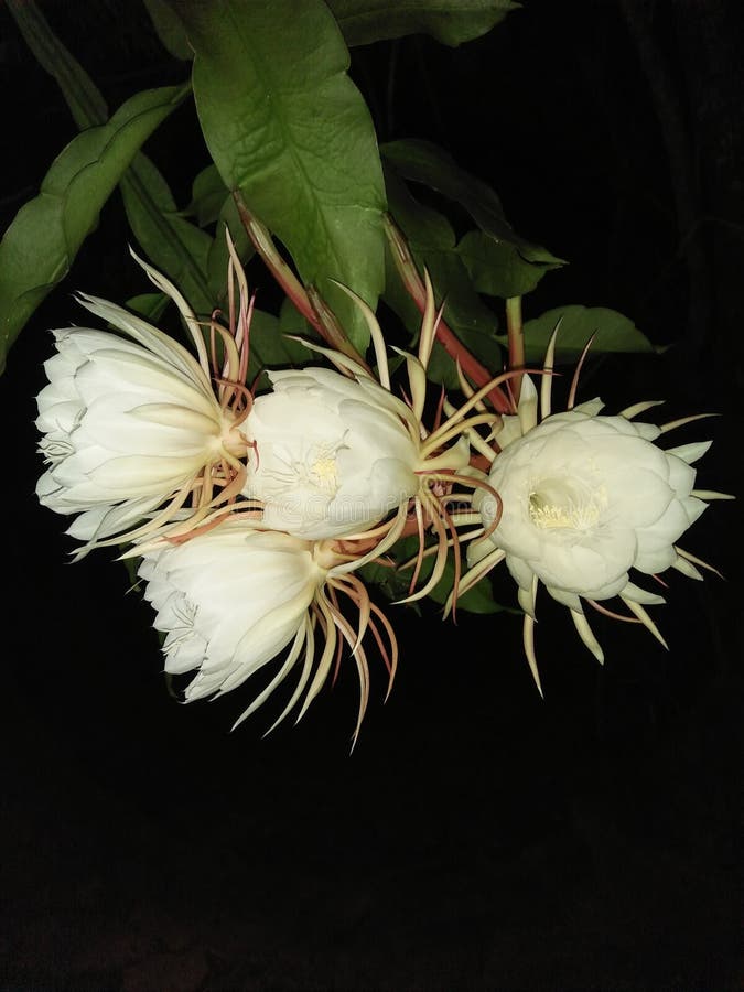 Kadupul Flowers stock photo. Image of basket, kadupul - 93738376