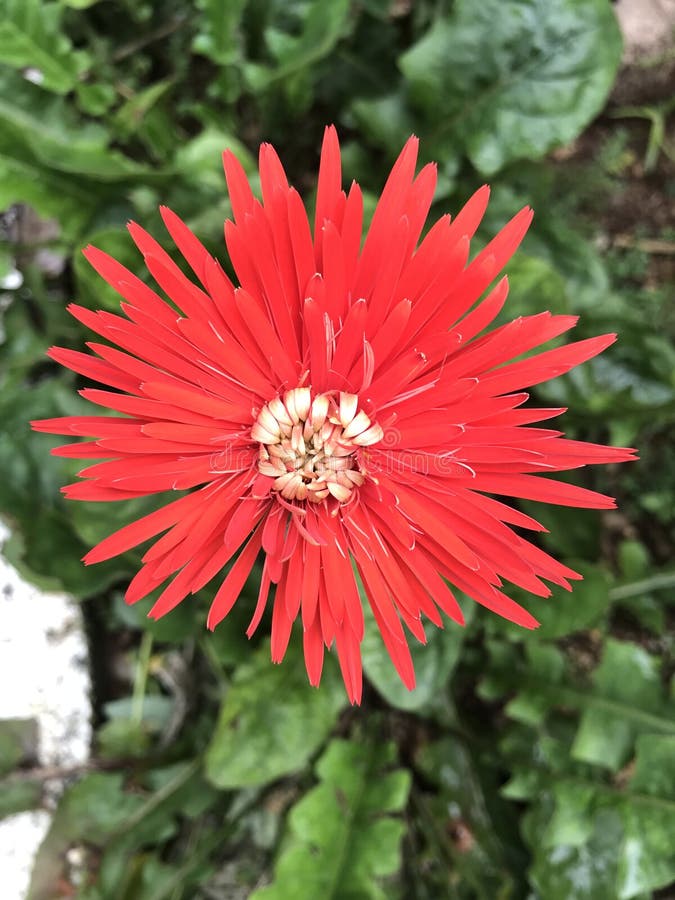 Sri Lankan Kandy Beautiful Flower Stock Photo - Image of flower ...
