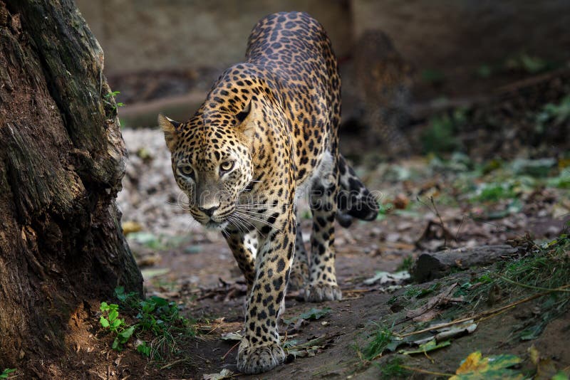 Sri Lankan Leopard, Panthera Pardus Kotiya Stock Image - Image of beast ...