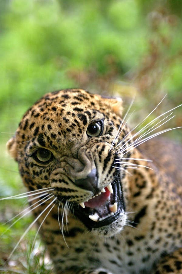 Sri Lankan Leopard, Panthera Pardus Kotiya, Snarling, Defensive Posture ...