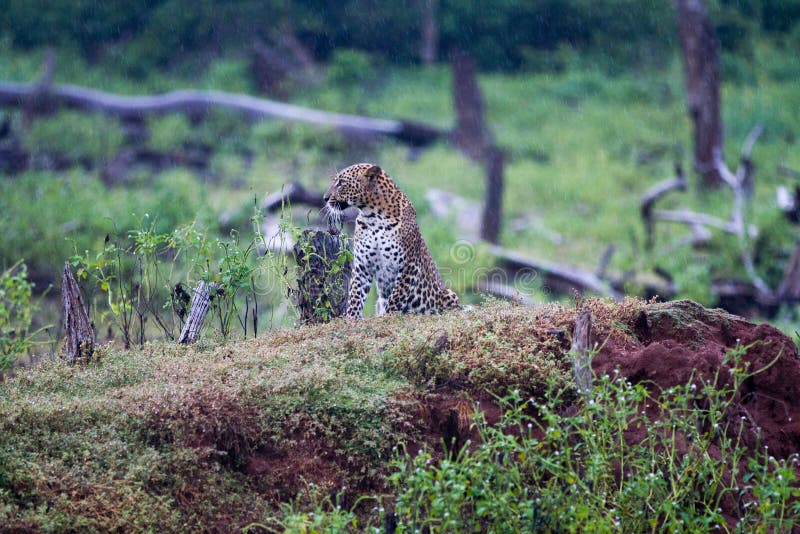 Sri Lankan Leopard in Yala National Park Stock Image - Image of lion ...