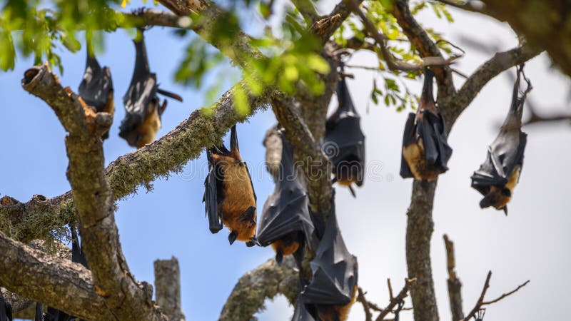Sri Lankan Megabats Roosting Upside Down on Tree Branches Stock Image ...