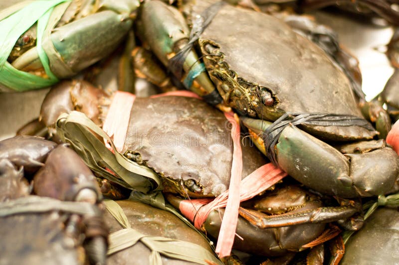Mud Crab stock image. Image of huge, harvest, caught - 20866815
