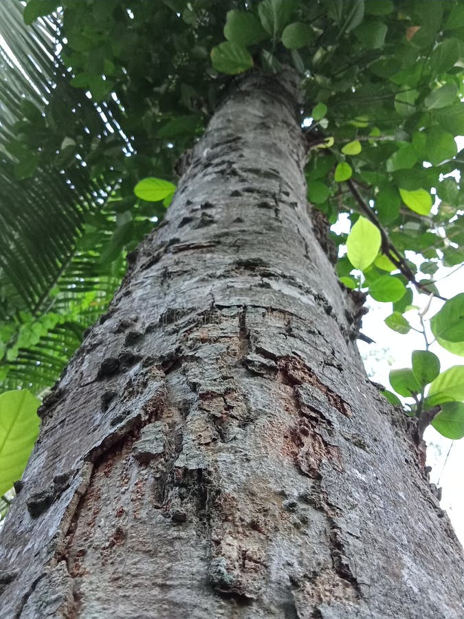 Sri lankan old jack tree stock image. Image of grove - 229917447