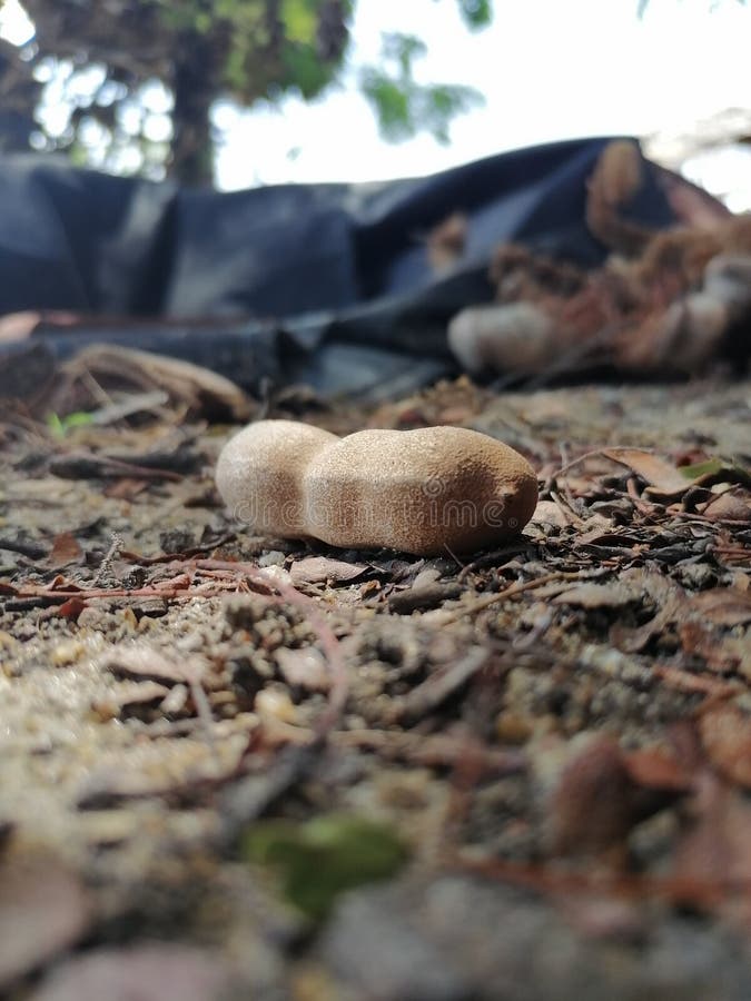 Siyambala Tree Stock Photos - Free & Royalty-Free Stock Photos from ...